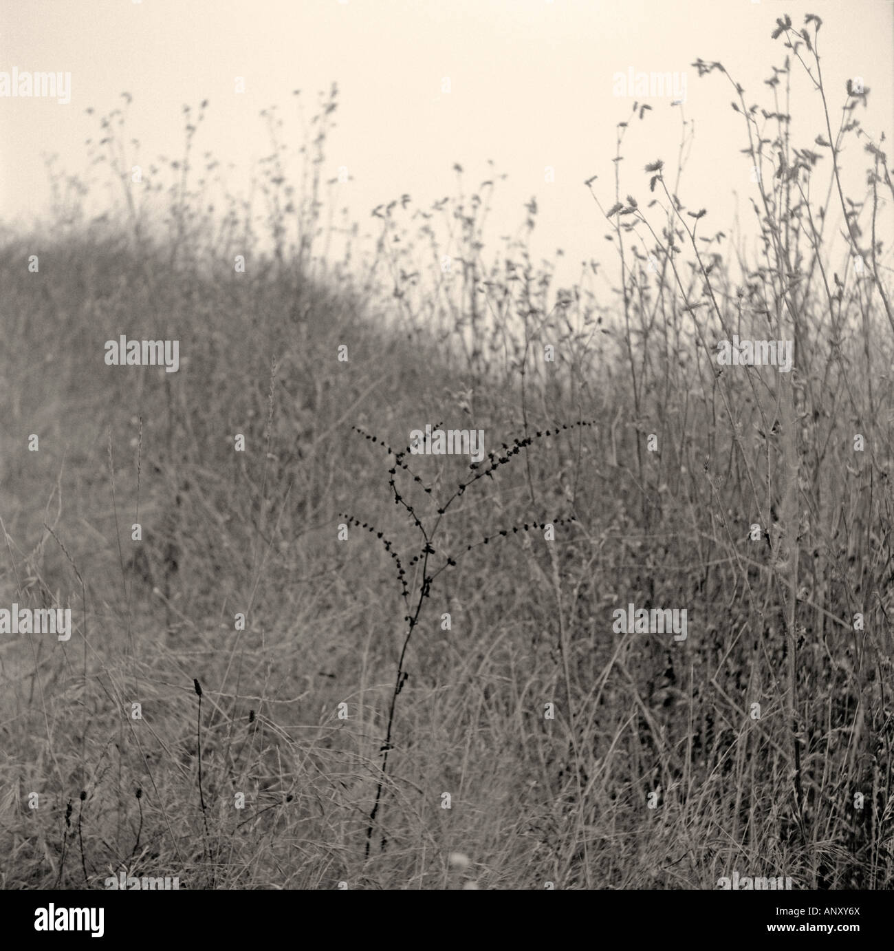 bw black and white photograph white weed seashore grasses weeds Stock ...