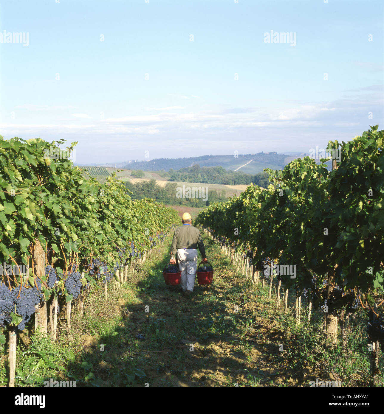 farmer is picking up grape fruit from vine during the the harvest ...