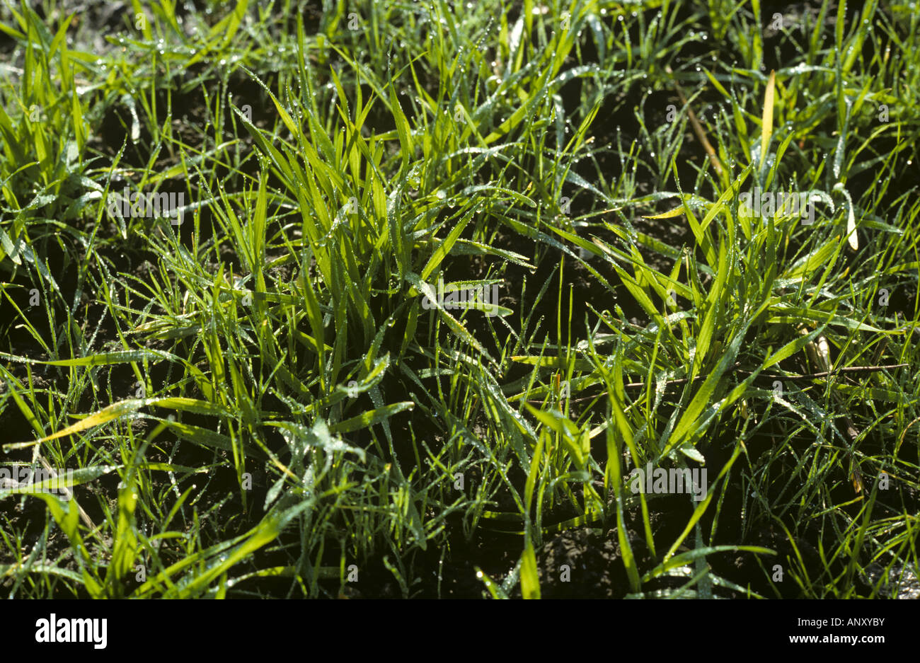 Blackgrass hi-res stock photography and images - Alamy