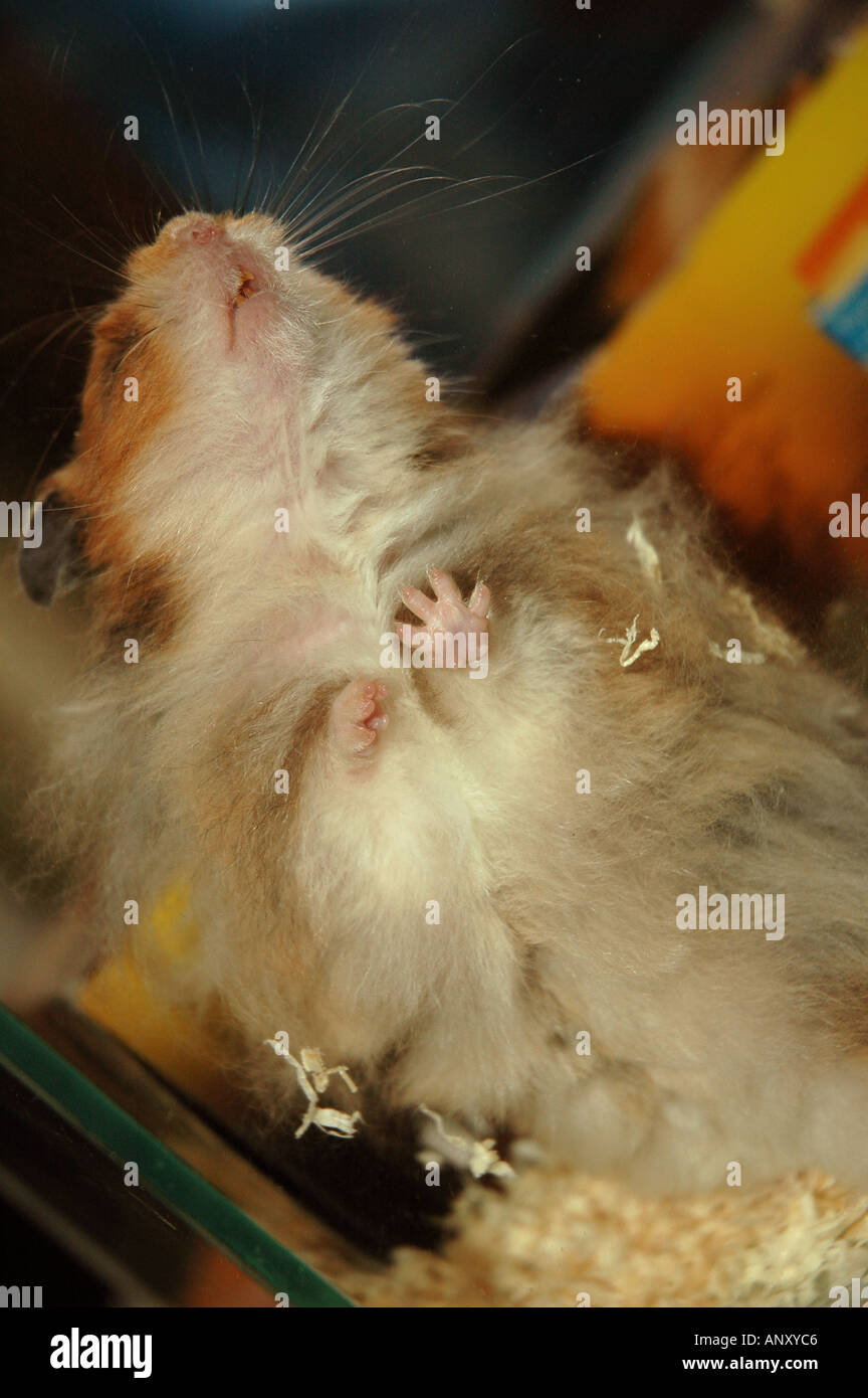 Mouse curves hi-res stock photography and images - Alamy