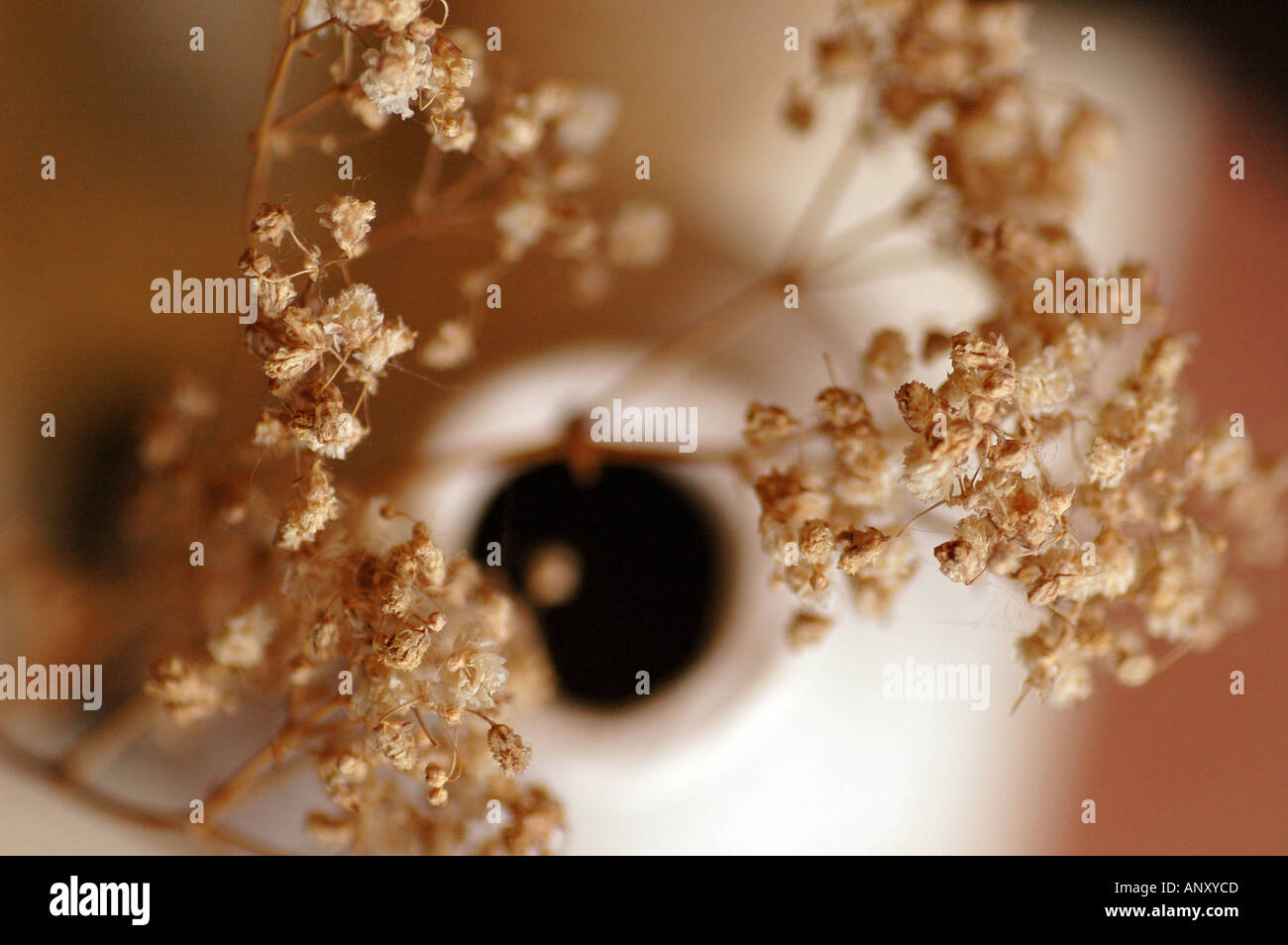 Abstracted flowers hi-res stock photography and images - Alamy
