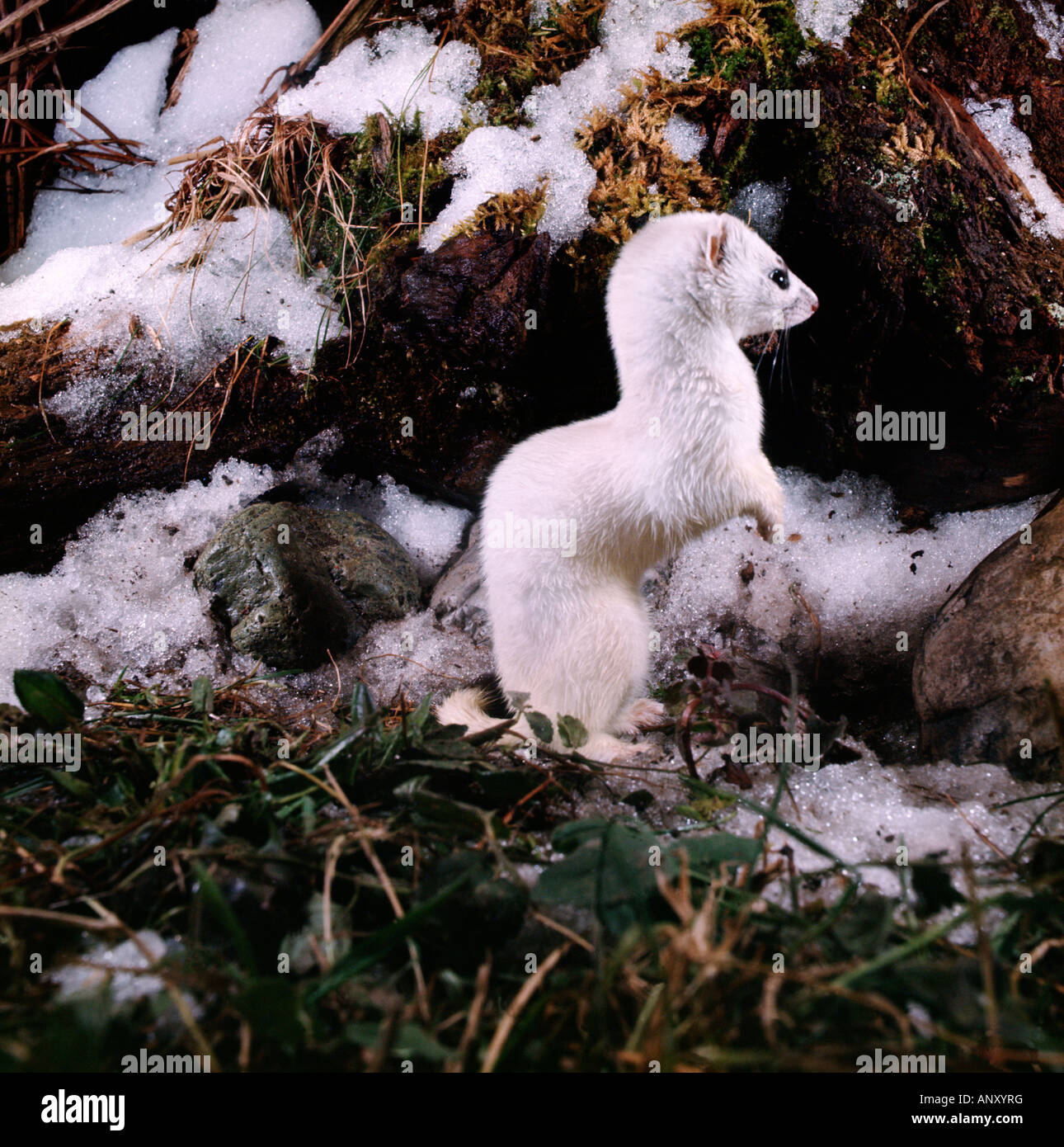 HERMINE mustela erminea Europe Monde ERMINE ANIMAL MAMMIFERE MAMMAL ...