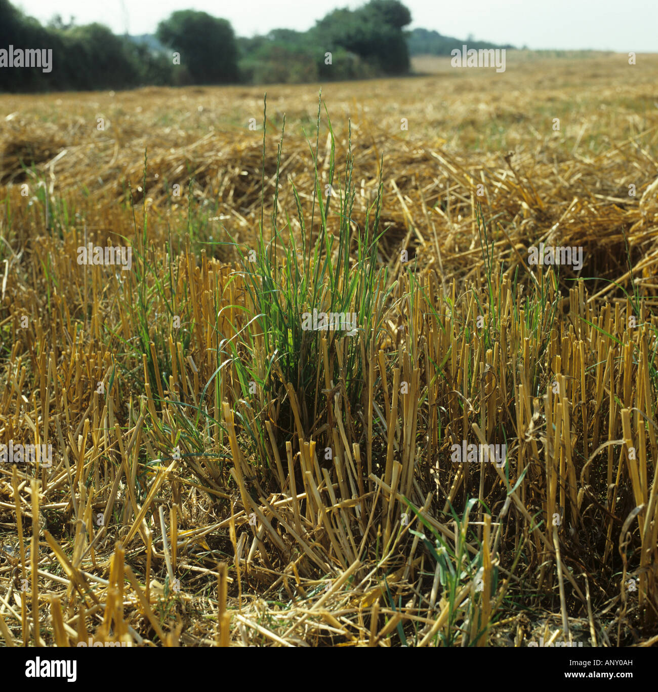 couch plants Agropyron repens resprouting in a cereal stubble after ...