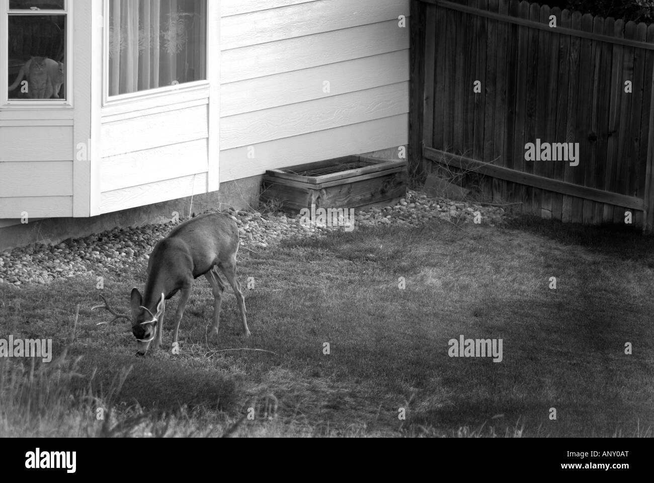 male white tailed deer in suburban home yard with two domestic ...