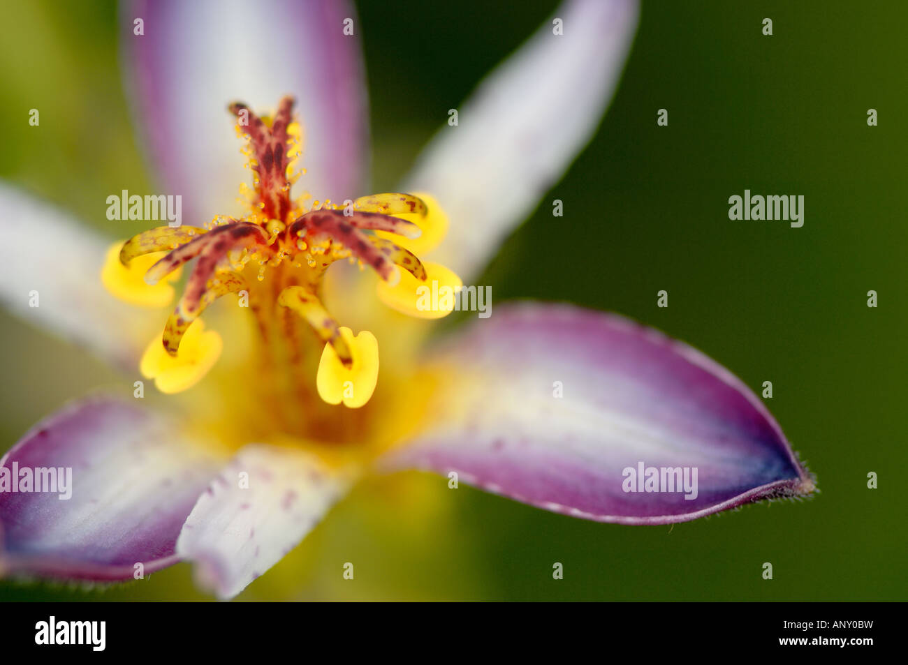 Purple toad lily hi-res stock photography and images - Alamy