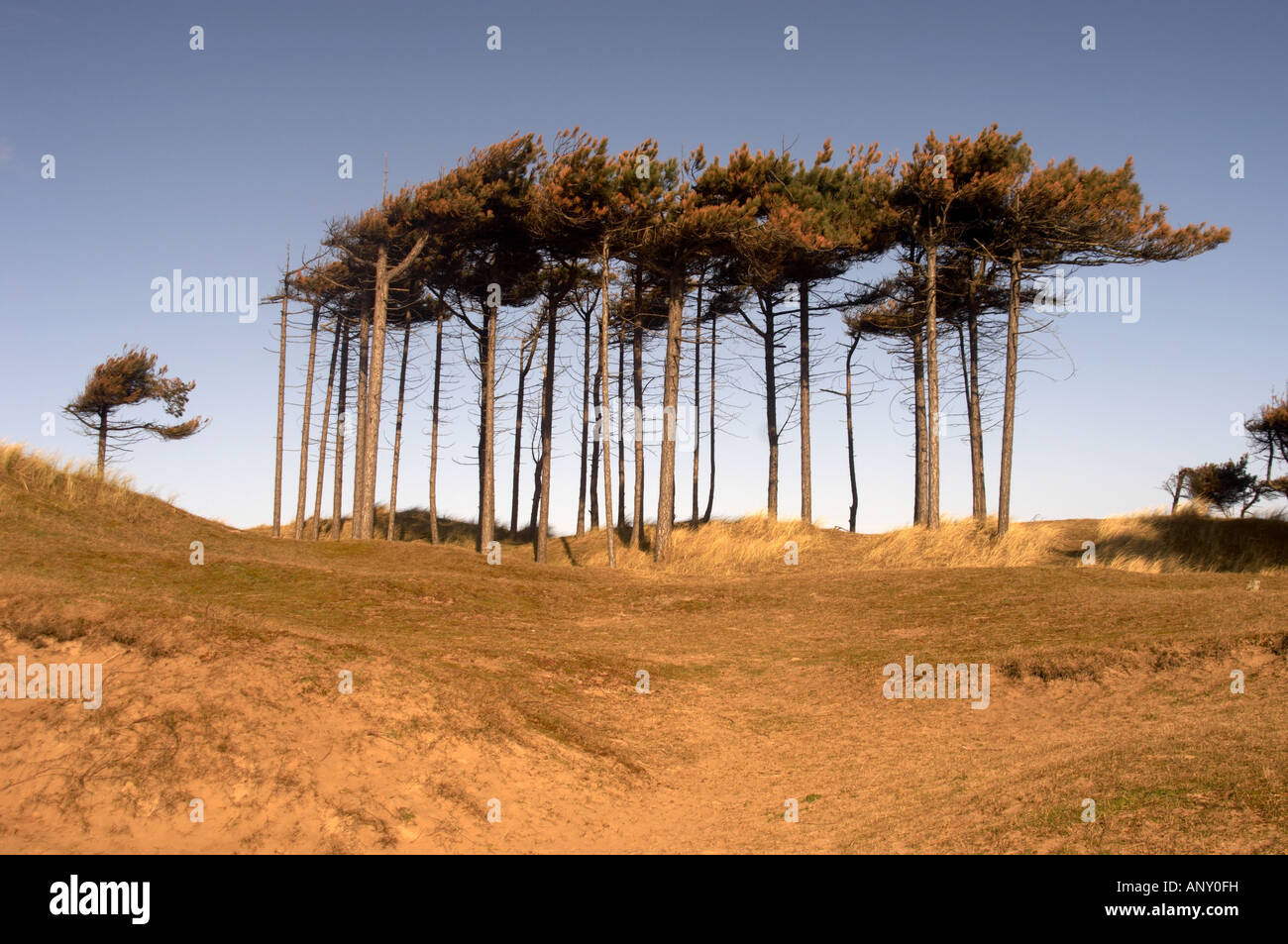Pine trees against a deep blue sky in the summer at Formby Point near ...