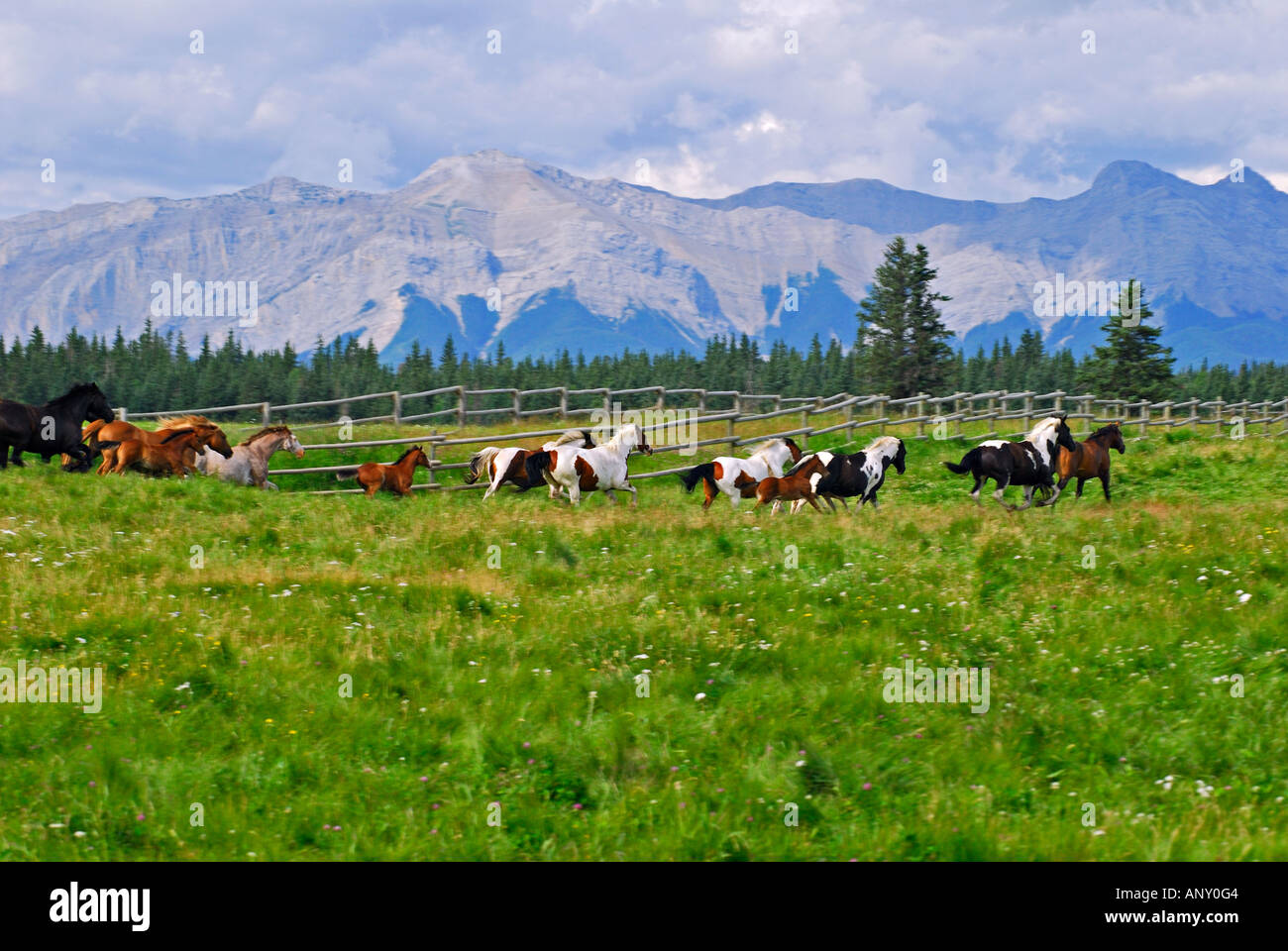 Running through meadow hi-res stock photography and images - Alamy