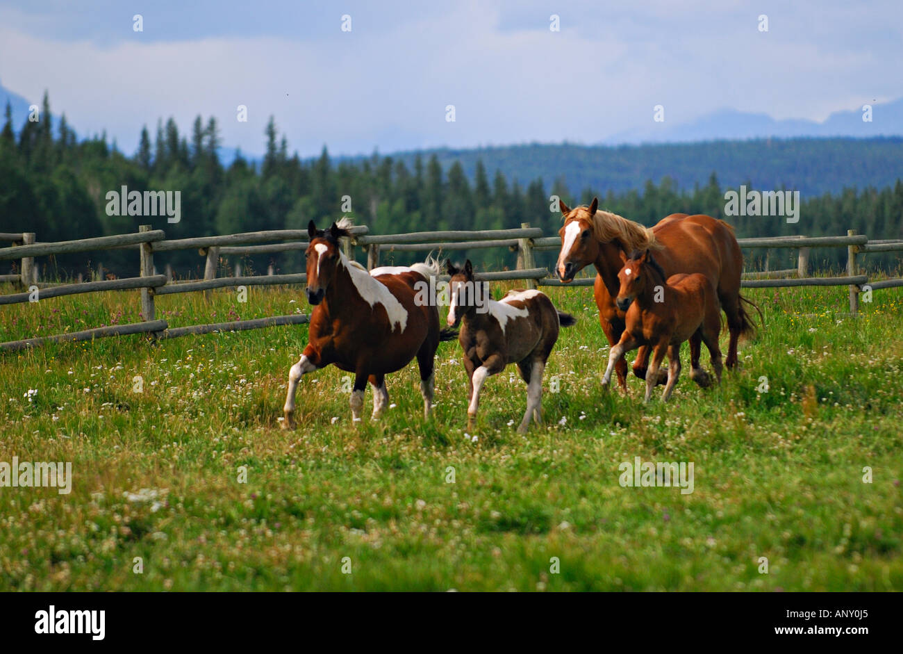 Mares with colts running Stock Photo - Alamy