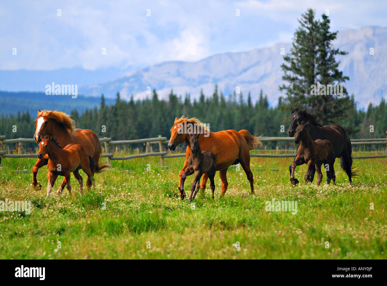 Six horses running hi-res stock photography and images - Alamy