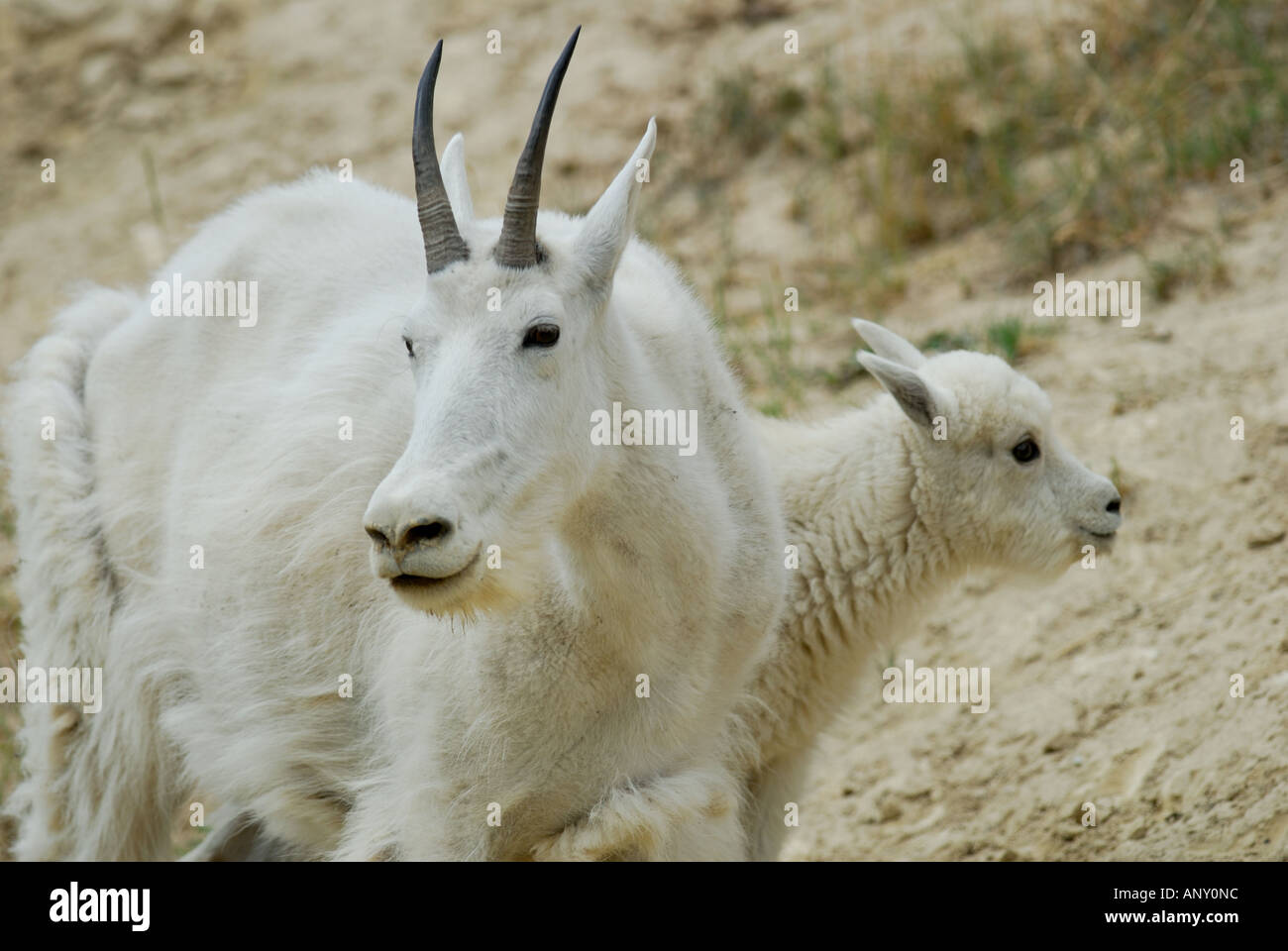 Mountain Goats mother and baby Stock Photo - Alamy