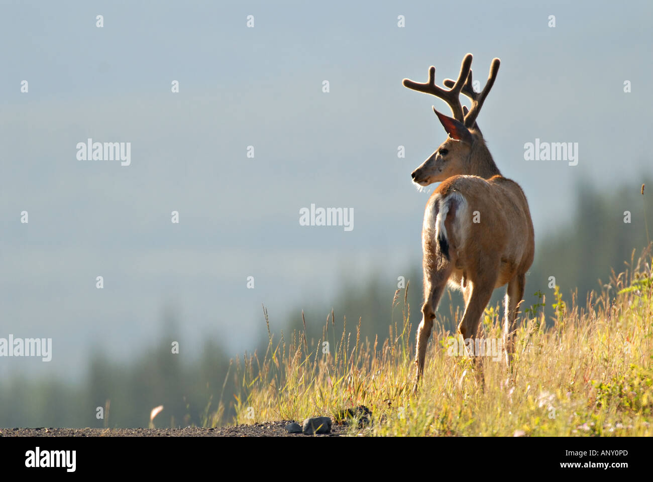 Mule Deer Buck rear view Stock Photo - Alamy