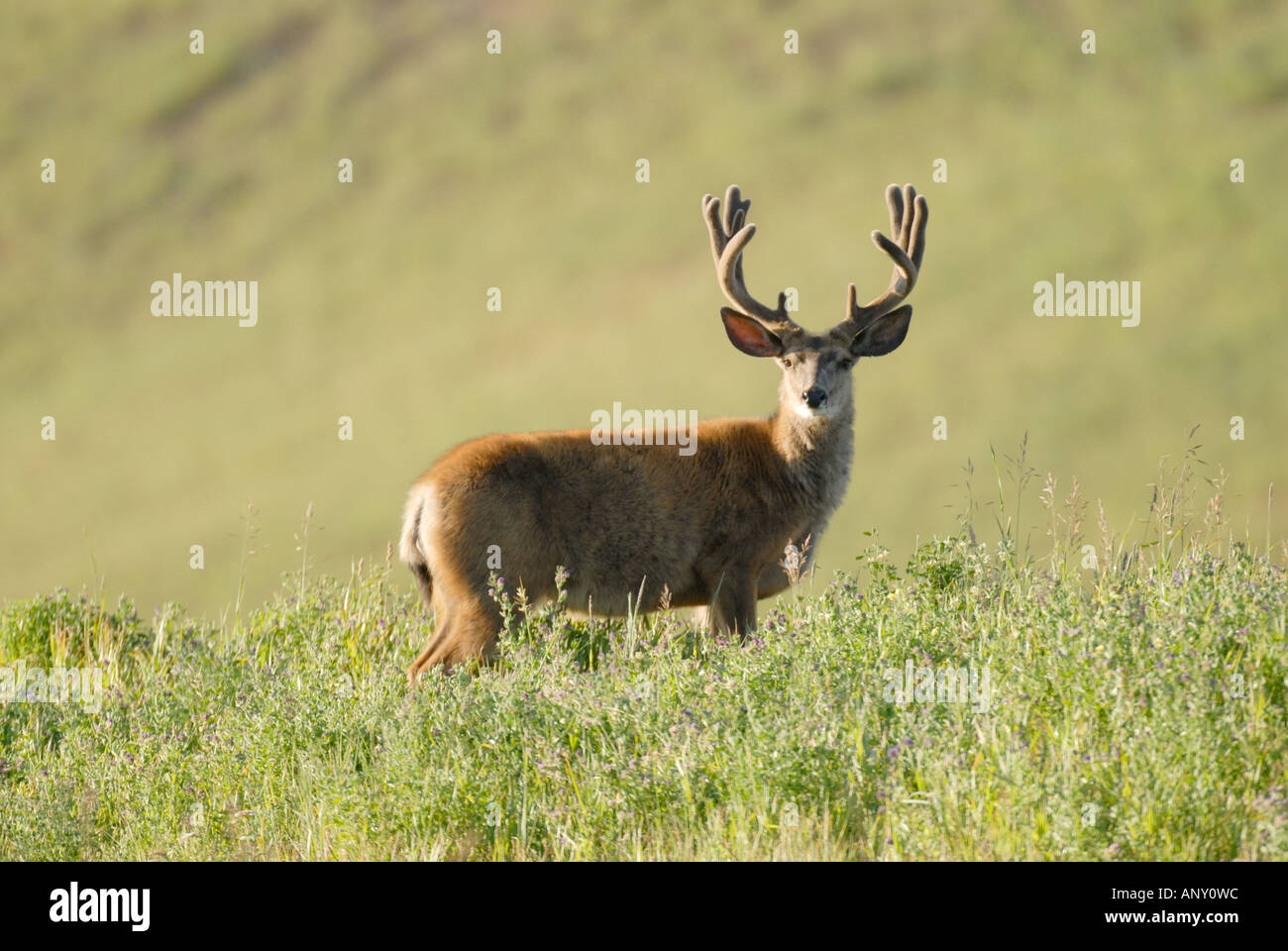 Mule Deer Buck standing in the lush deep grass Stock Photo - Alamy