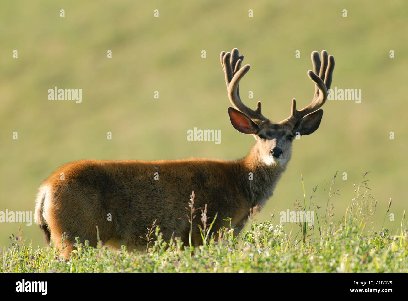 Mule Deer Buck side view Stock Photo - Alamy