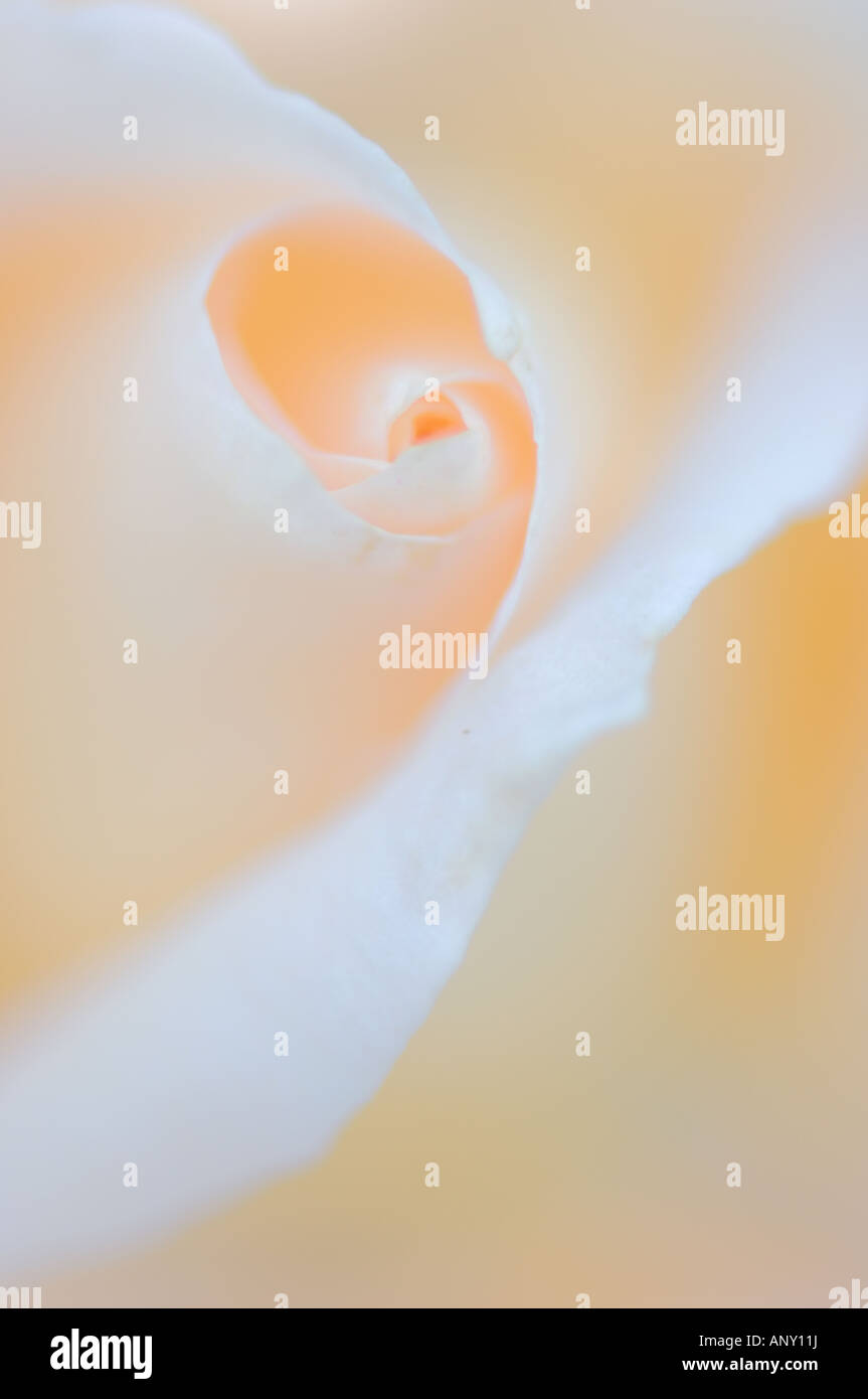 Rosier Hybride de thé Hybrid Tea Rose Stock Photo - Alamy