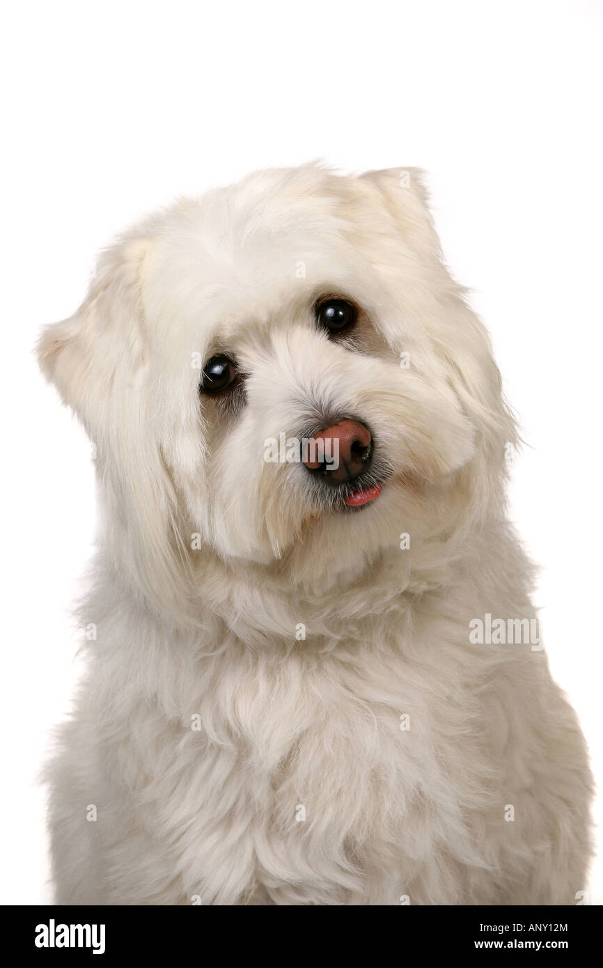 Sad White Mut Puppy Dog on White Background Stock Photo - Alamy