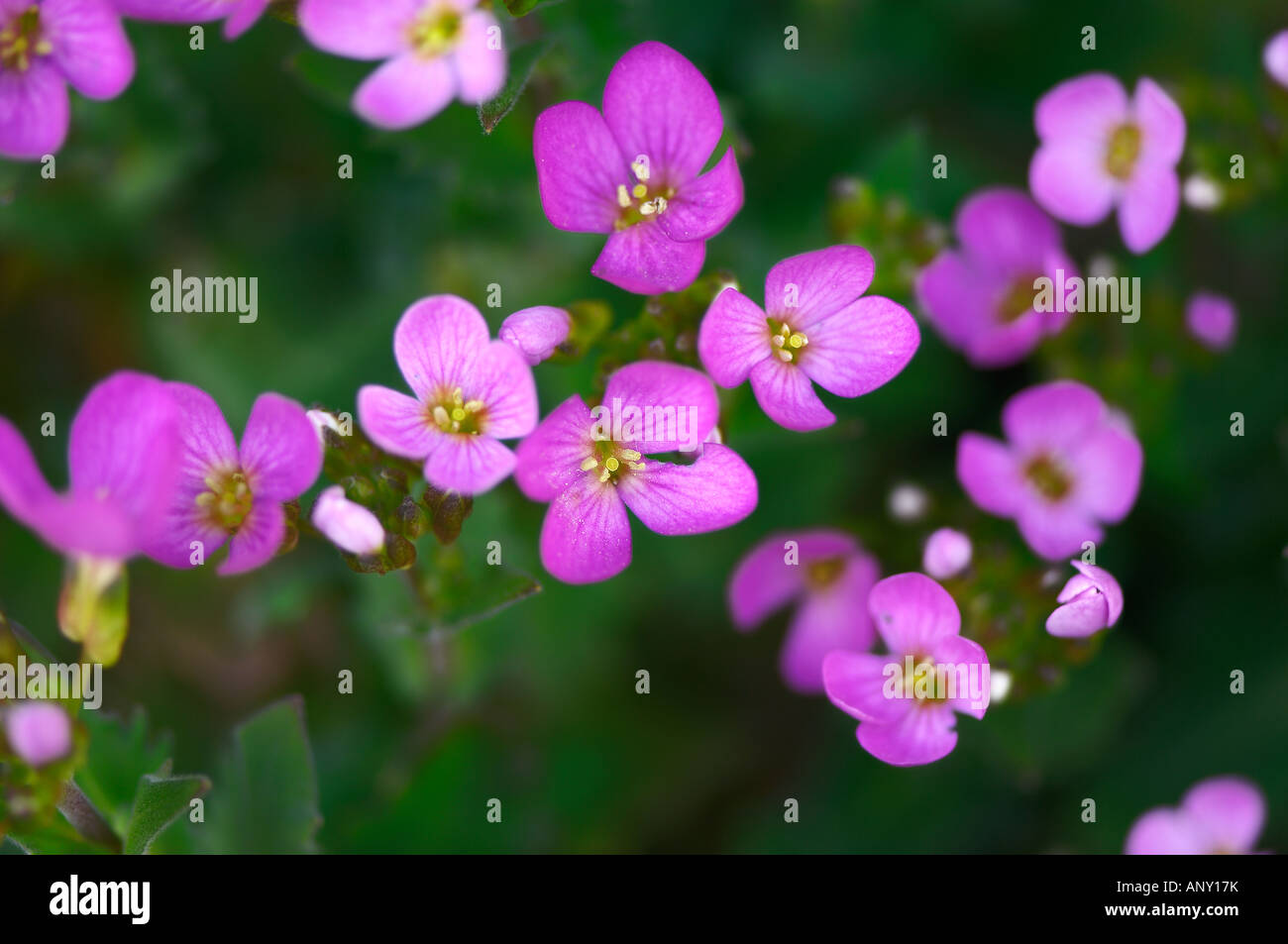 little pink purple spring flower fleur printemps Stock Photo - Alamy