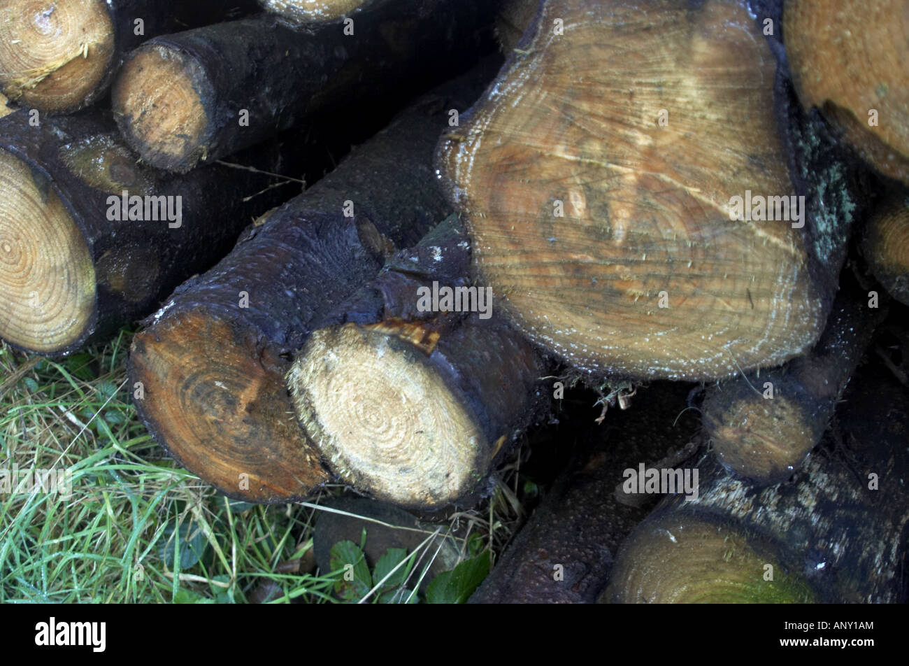 Timber logs piled up after being trees have been cut down Stock Photo ...