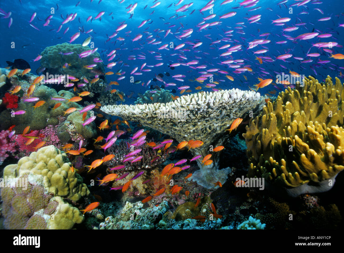 A tropical coral reef provides shelter for huge numbers of animals Fiji ...