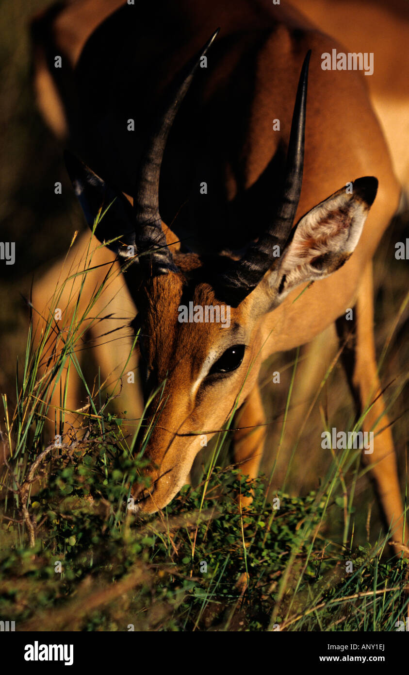 Impala eating. South Africa. Kruger National Park Stock Photo - Alamy