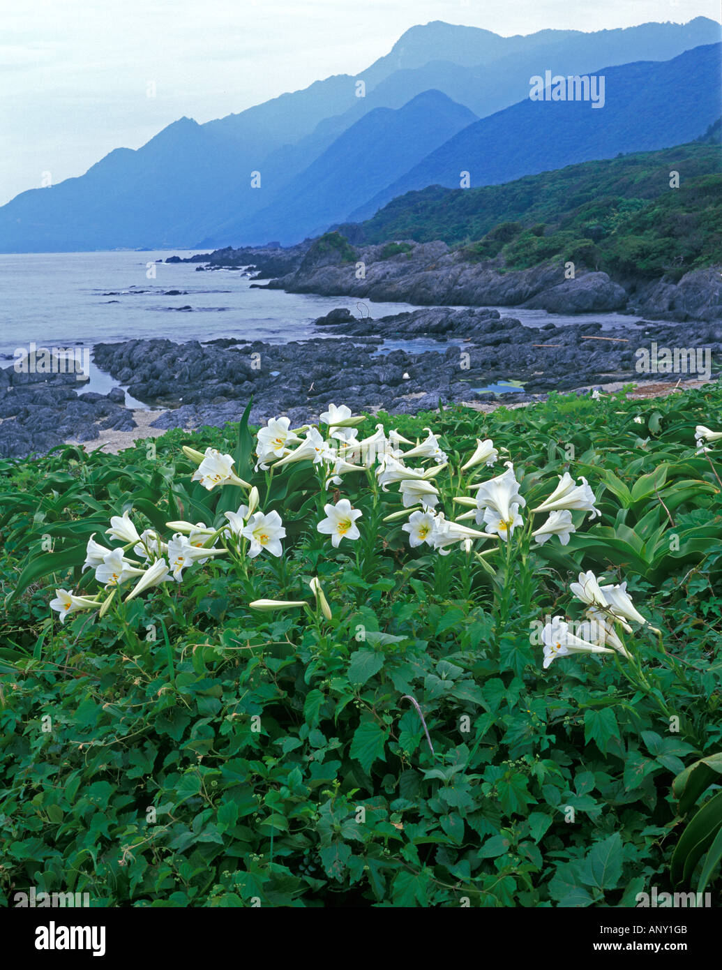 Teppo hi-res stock photography and images - Alamy