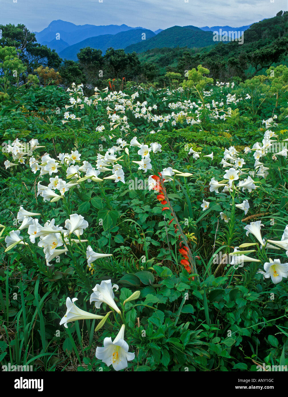 Teppo Yuri (Lily), Yakushima, Kagoshima, Japan Stock Photo - Alamy