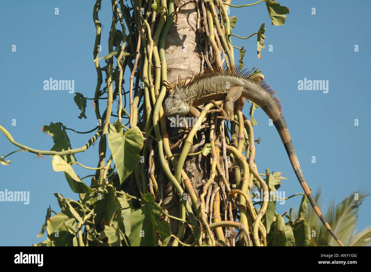 Tree Gecko Mexico Puerto Varrarta Stock Photo - Alamy