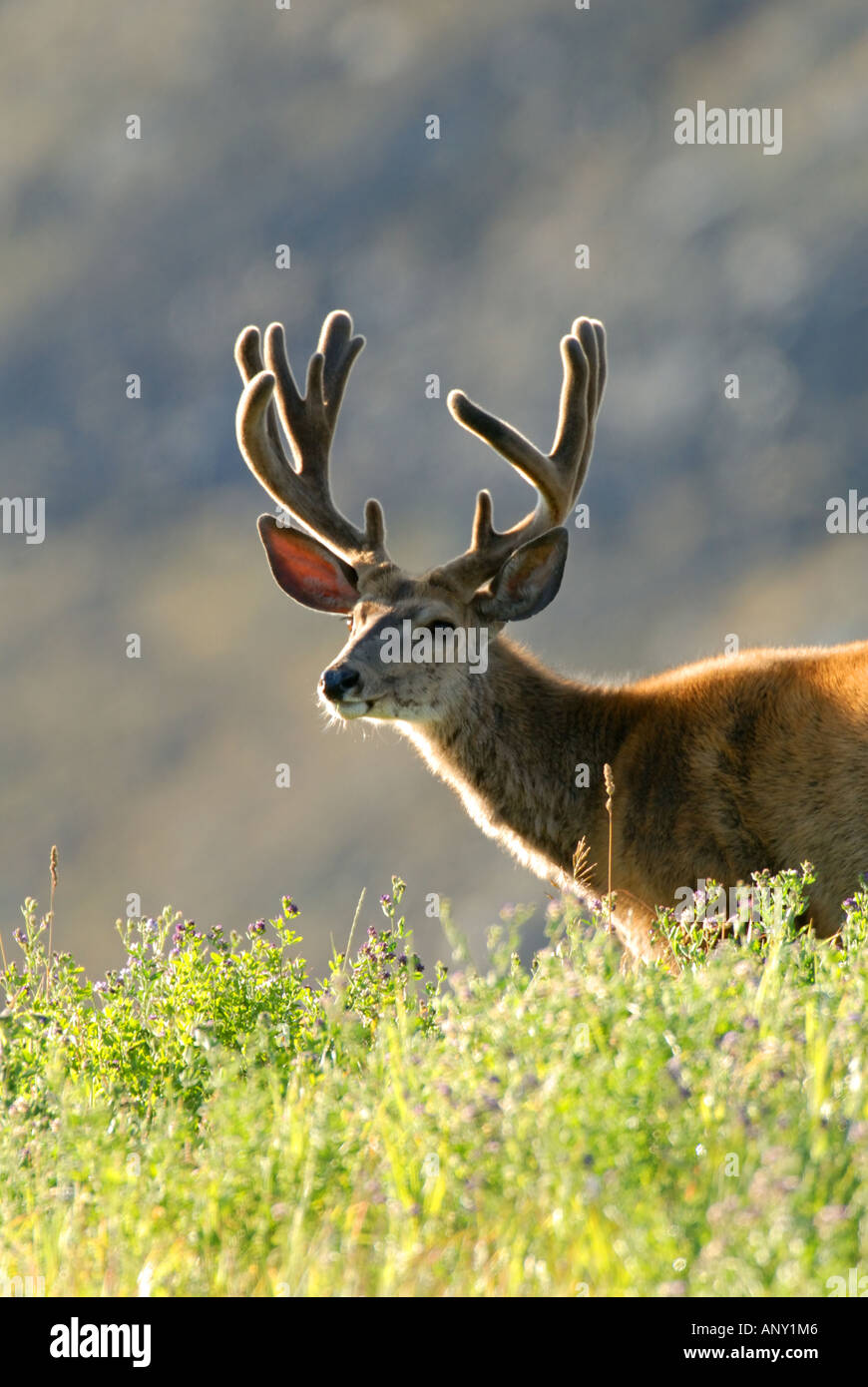 Mule Deer Buck portrait Stock Photo - Alamy