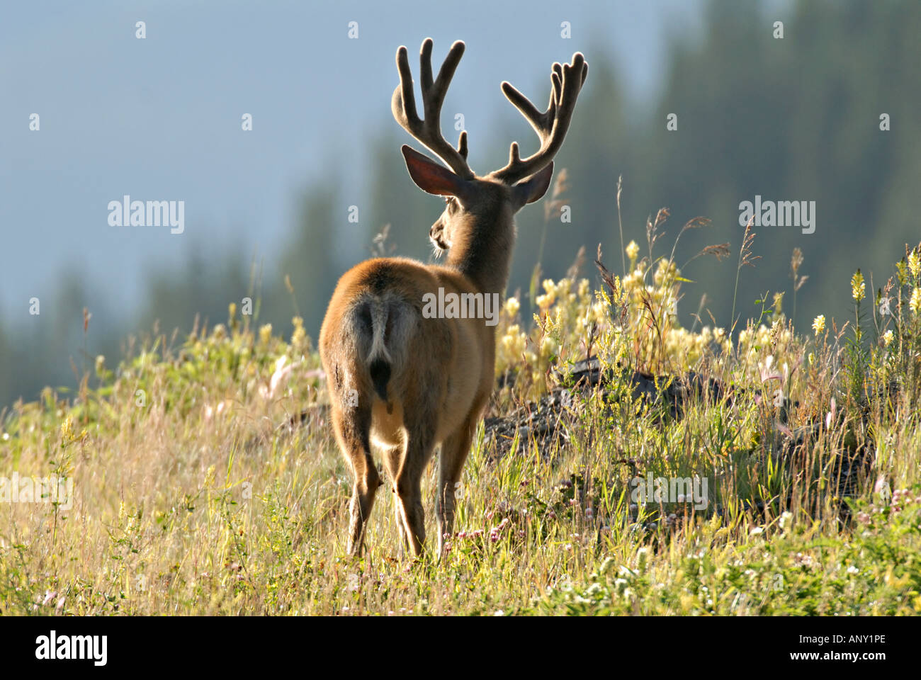 Mule Deer Buck standing facing away Stock Photo - Alamy