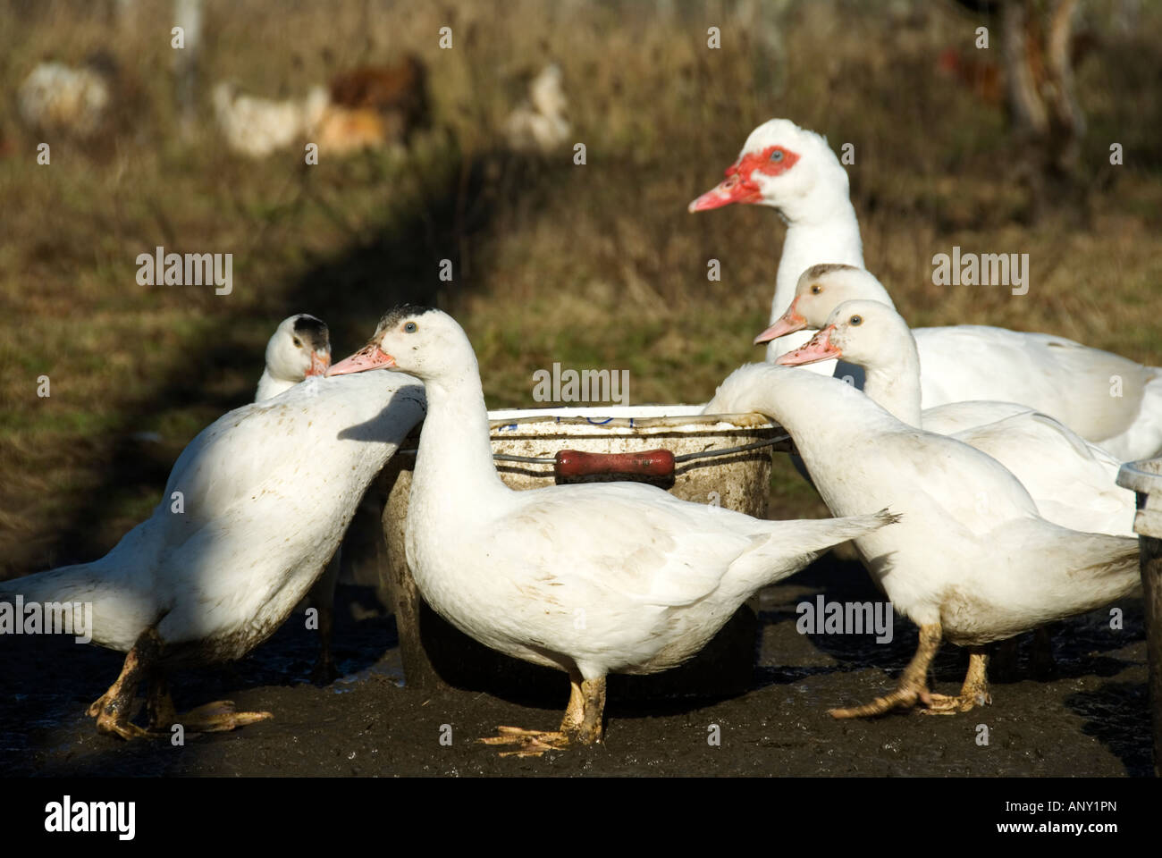 group of ducks drinking water out of a bucket The ducks are reared on a ...