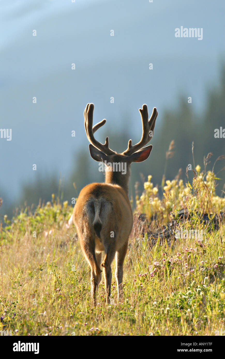 Mule deer buck rear view hi-res stock photography and images - Alamy
