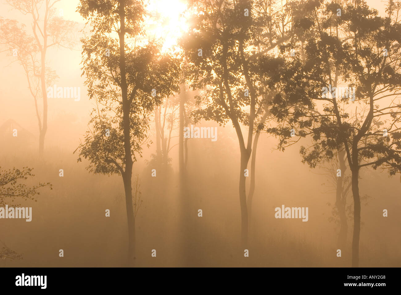 Asia, Thailand, Mist in the tropical rain forest Stock Photo - Alamy