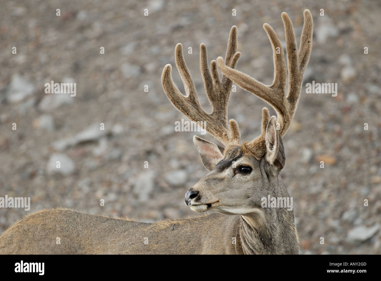 Mule Deer Buck looking back Stock Photo - Alamy