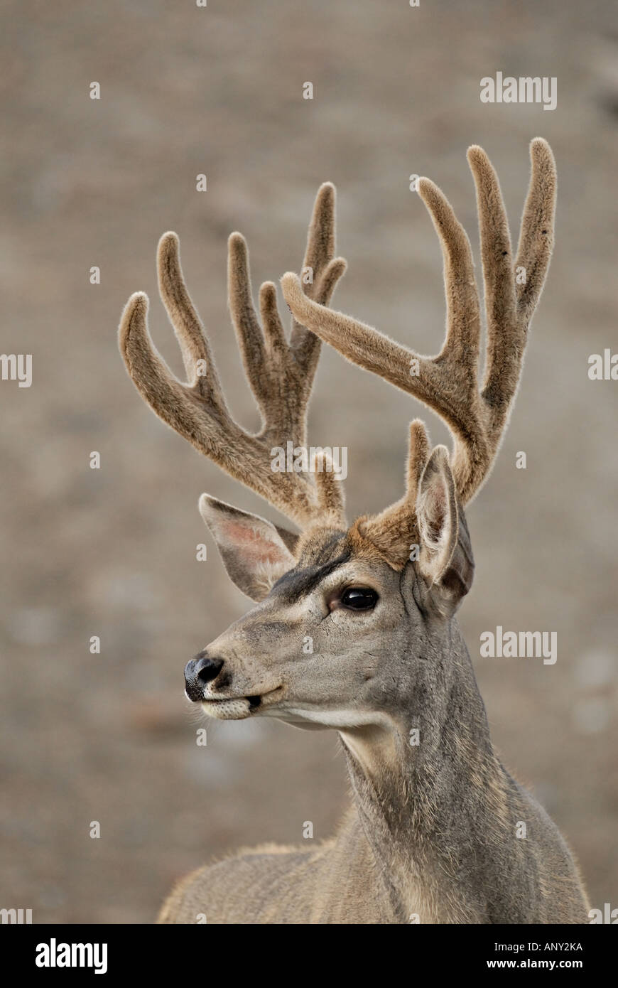 Mule Deer Buck portrait looking to the side Stock Photo - Alamy