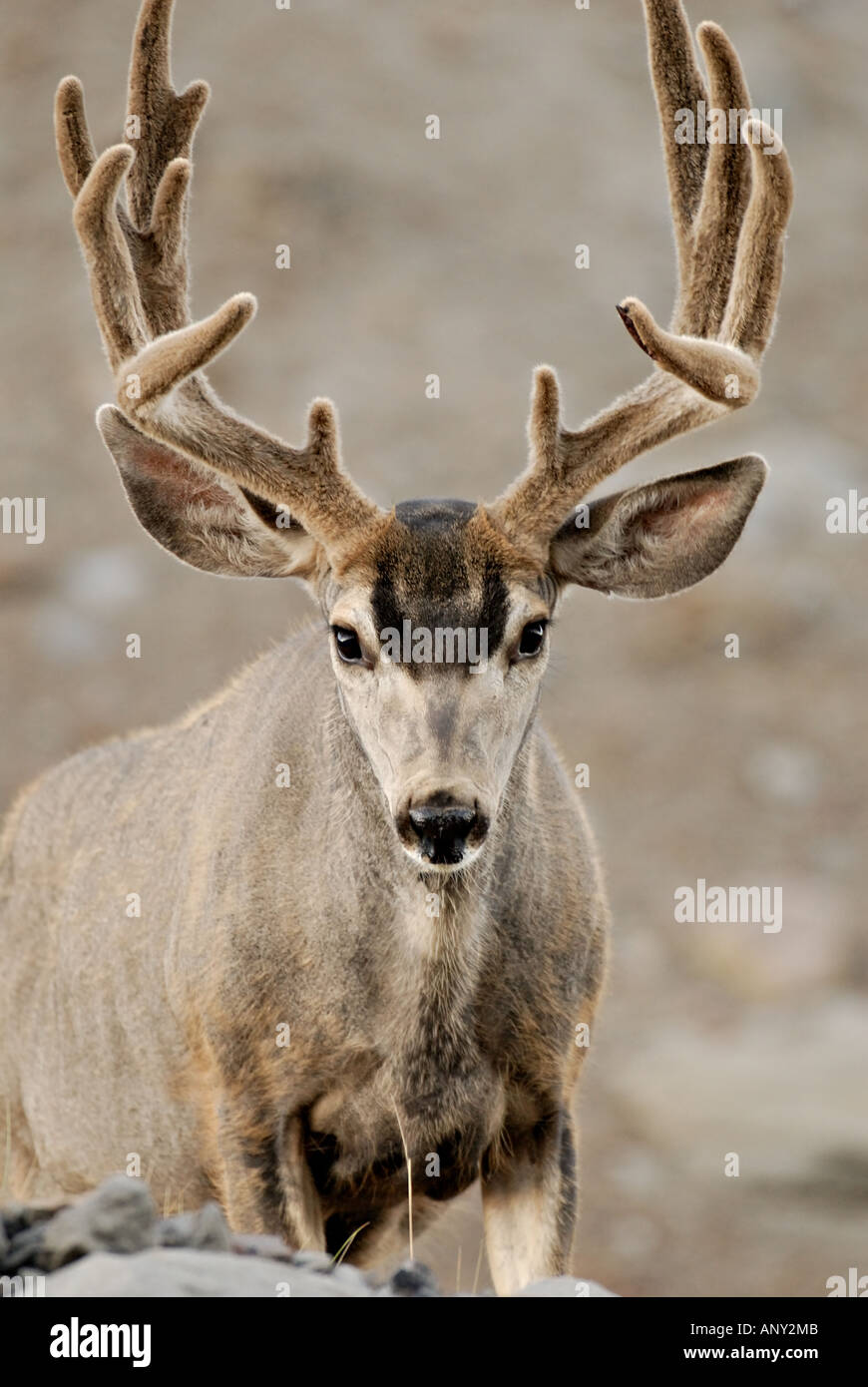 Mule Deer Buck coming forward Stock Photo - Alamy