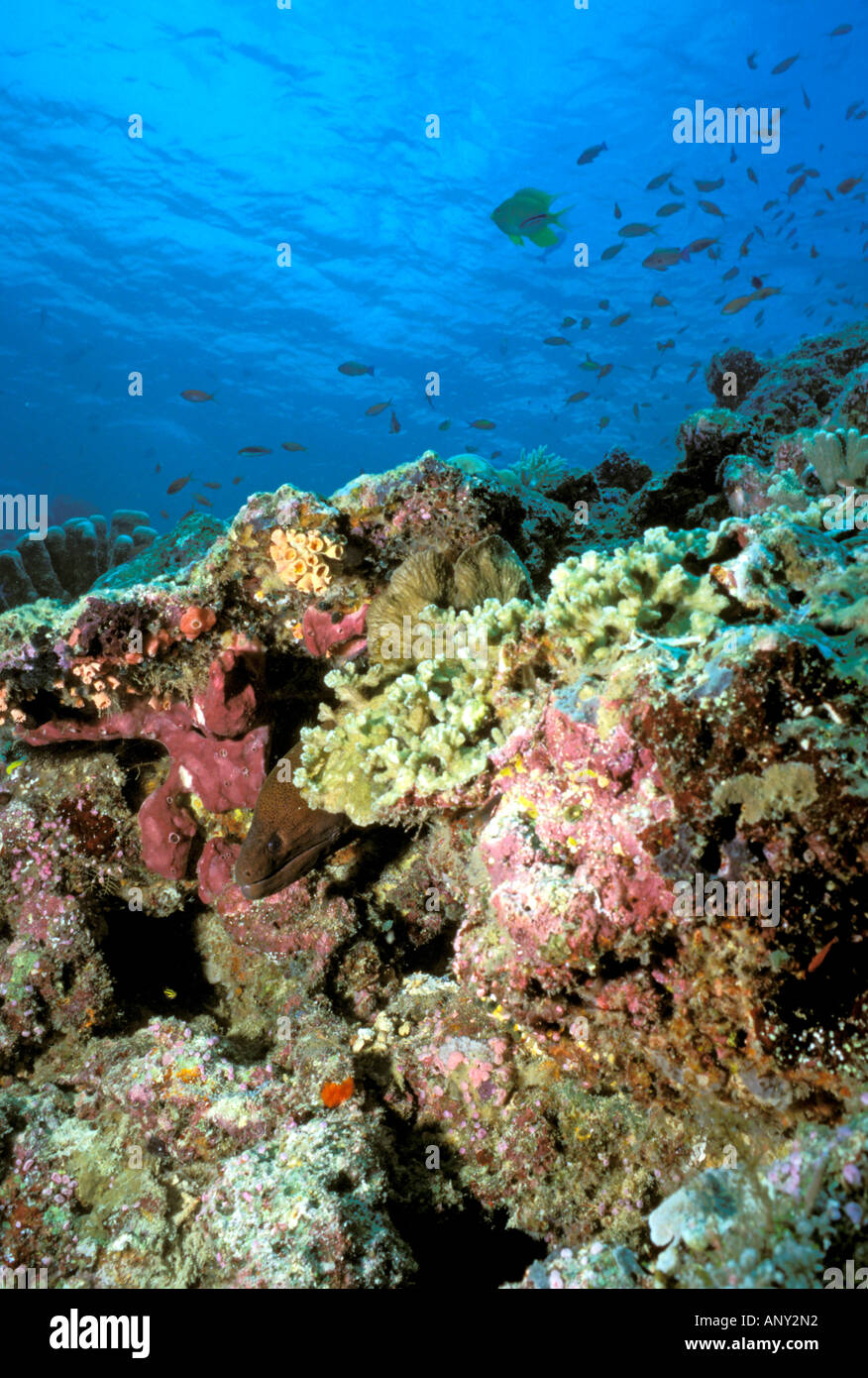 Asia, Malaysia, Sipadan Island, Celebes Sea Stock Photo - Alamy
