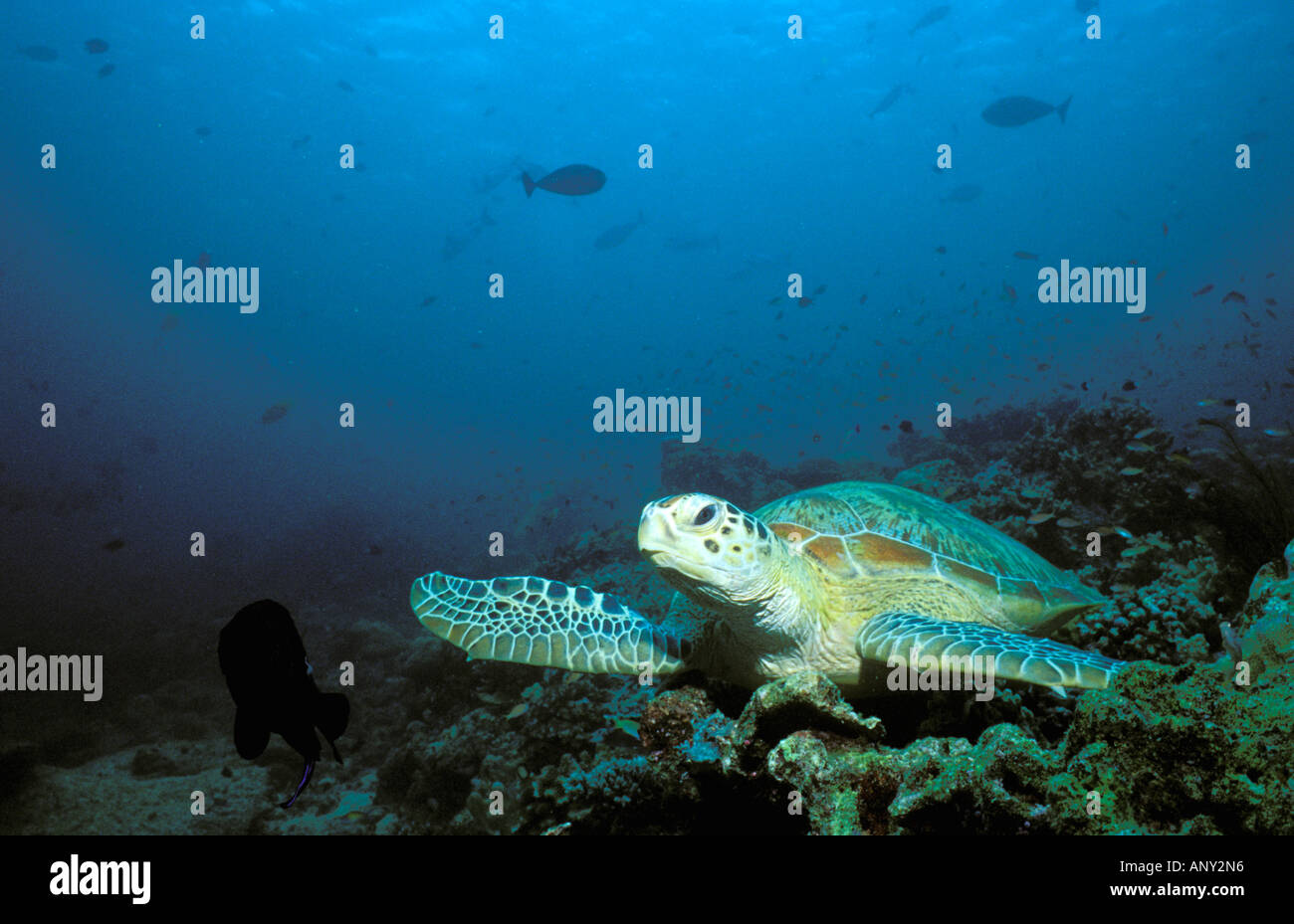 Asia, Malaysia, Sabah, Sipadan Island. Sea turtle Stock Photo - Alamy