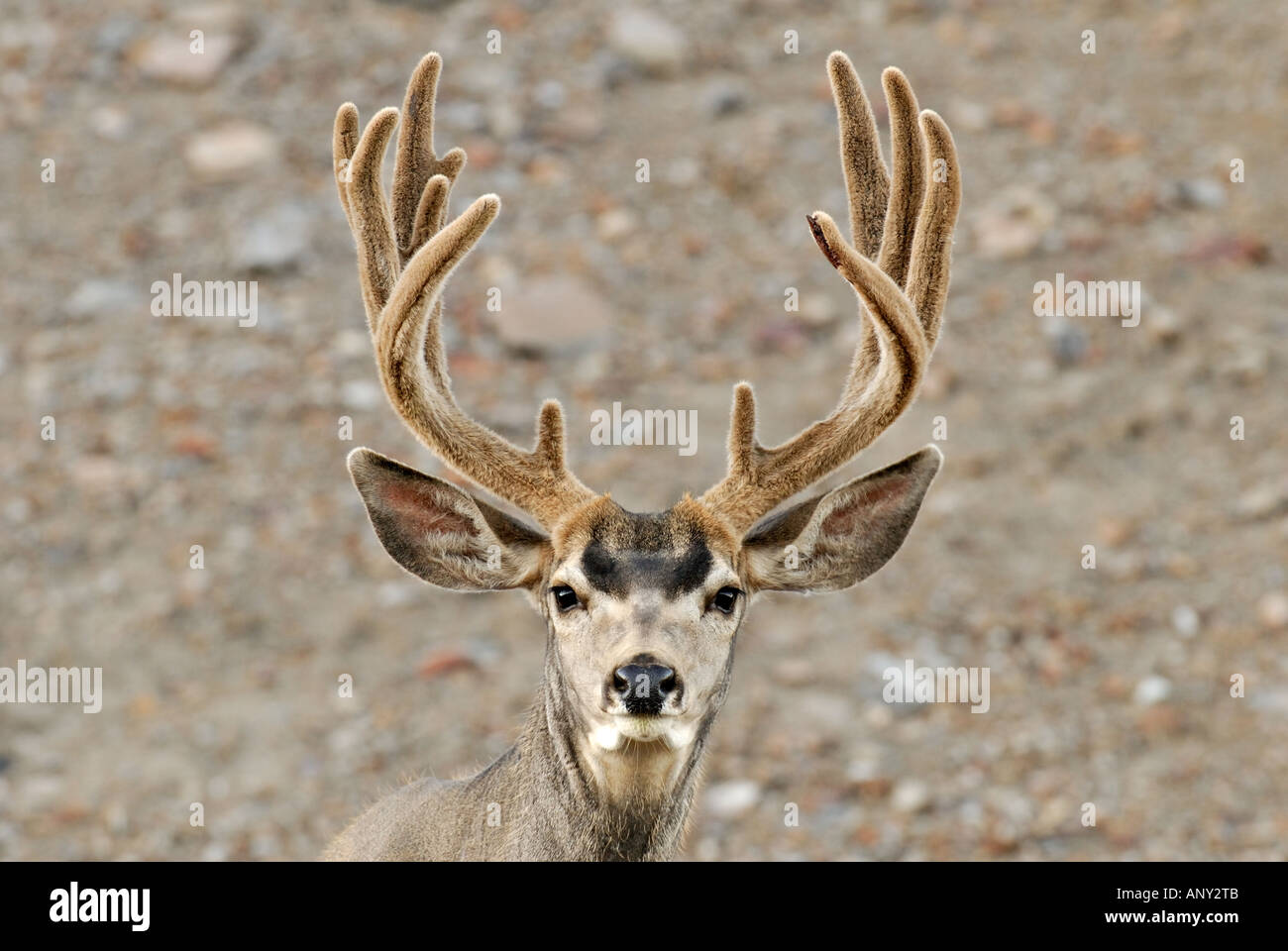 Mule Deer Buck listening Stock Photo - Alamy