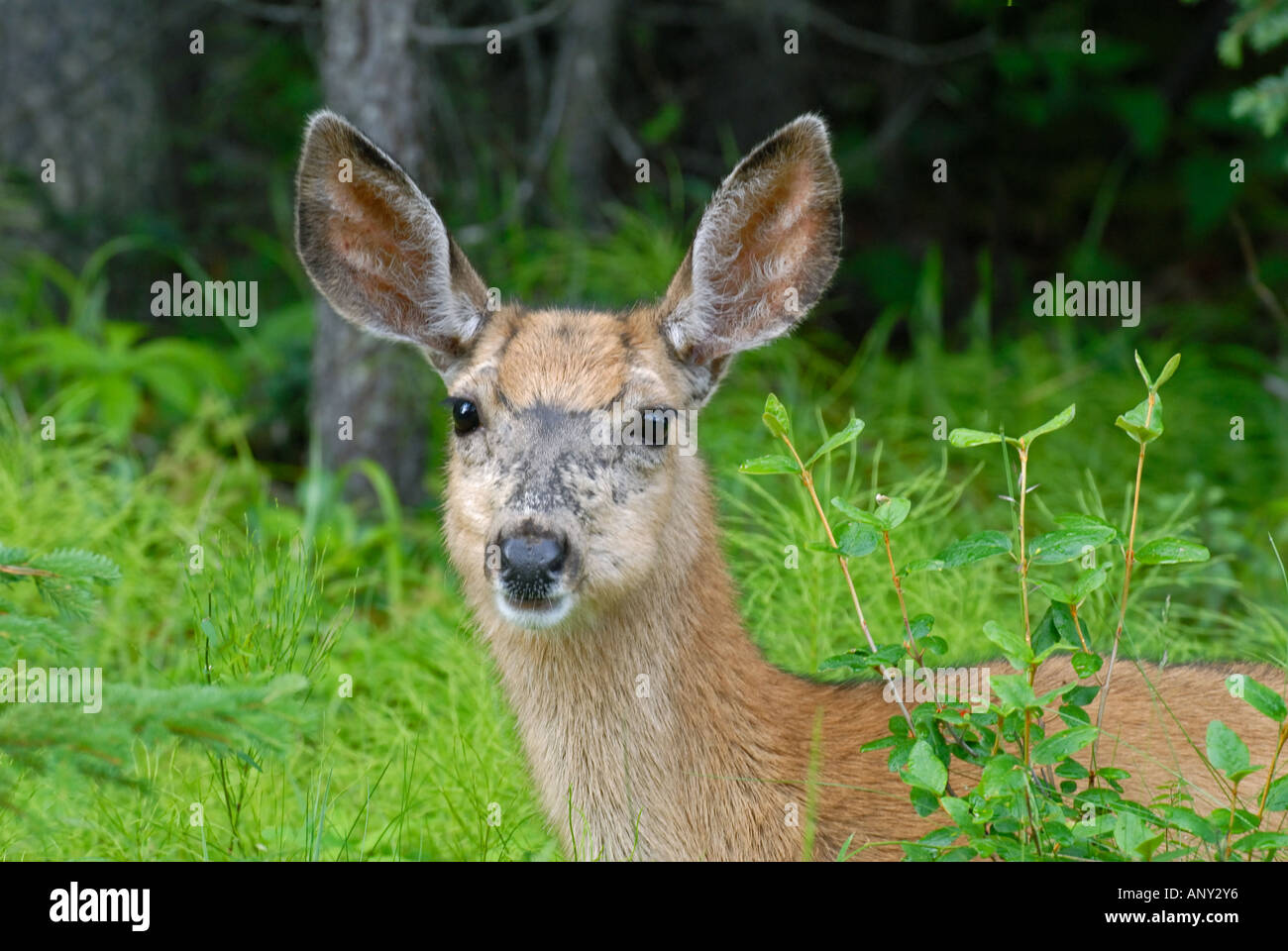 Mule deer doe 32 hi-res stock photography and images - Alamy