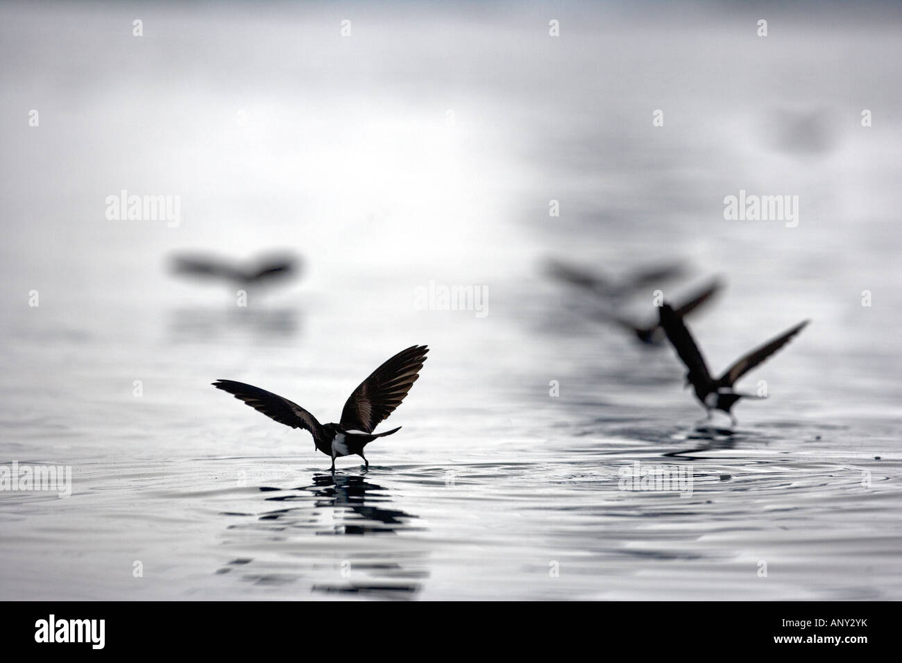 Antarctica, Antarctic Peninsula, Half Moon Bay. Wilson's Storm-Petrels ...