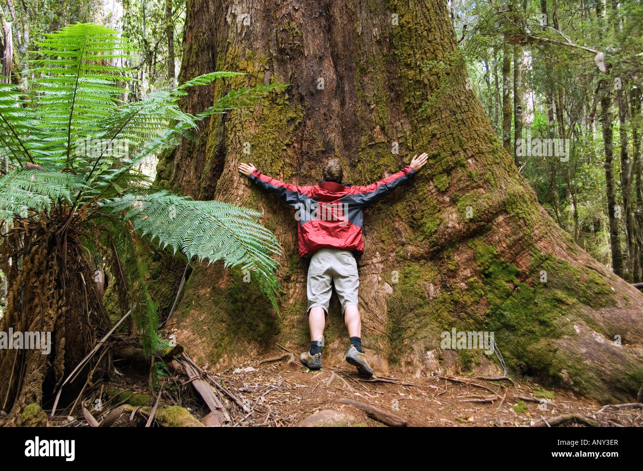 Australia, Tasmania, Mount Fields National Park. Visitors on the Tall ...