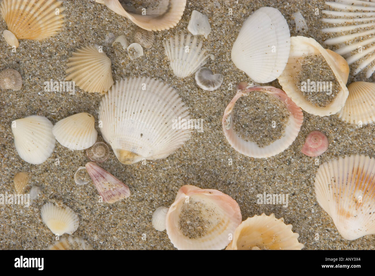Asia, Thailand, Ko Chang, shells on the beach Stock Photo - Alamy