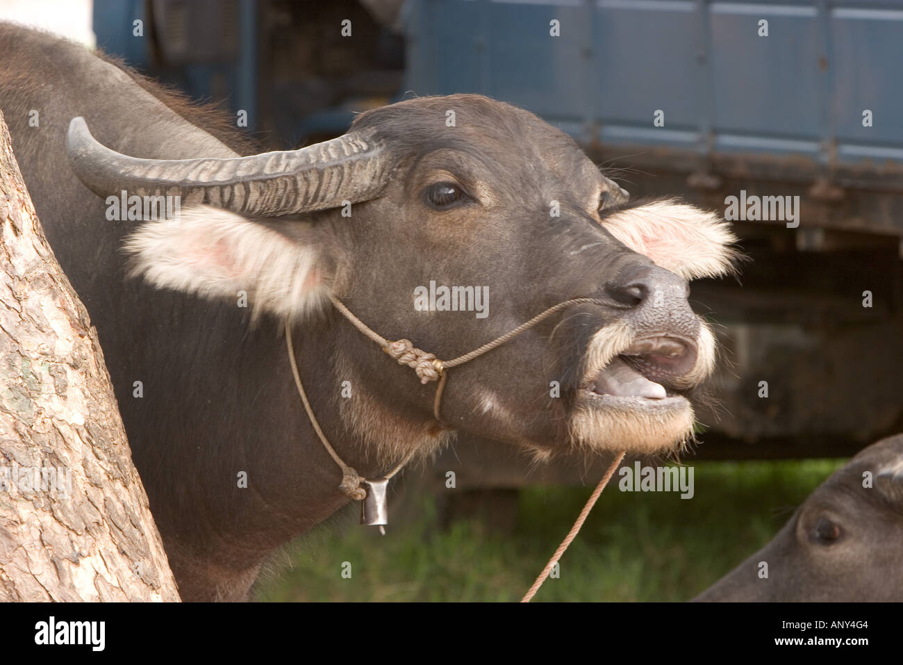 Asia, Thailand, Khon Kaen, Asia Buffalo Stock Photo - Alamy