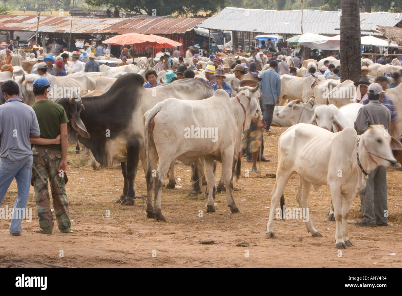 Thailand, Isan Area, Khon Kaen region, Cattle Market Stock Photo - Alamy