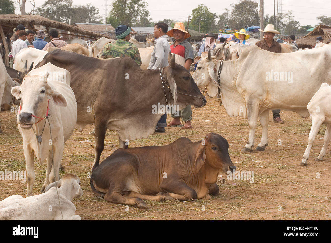 Isan area hi-res stock photography and images - Alamy