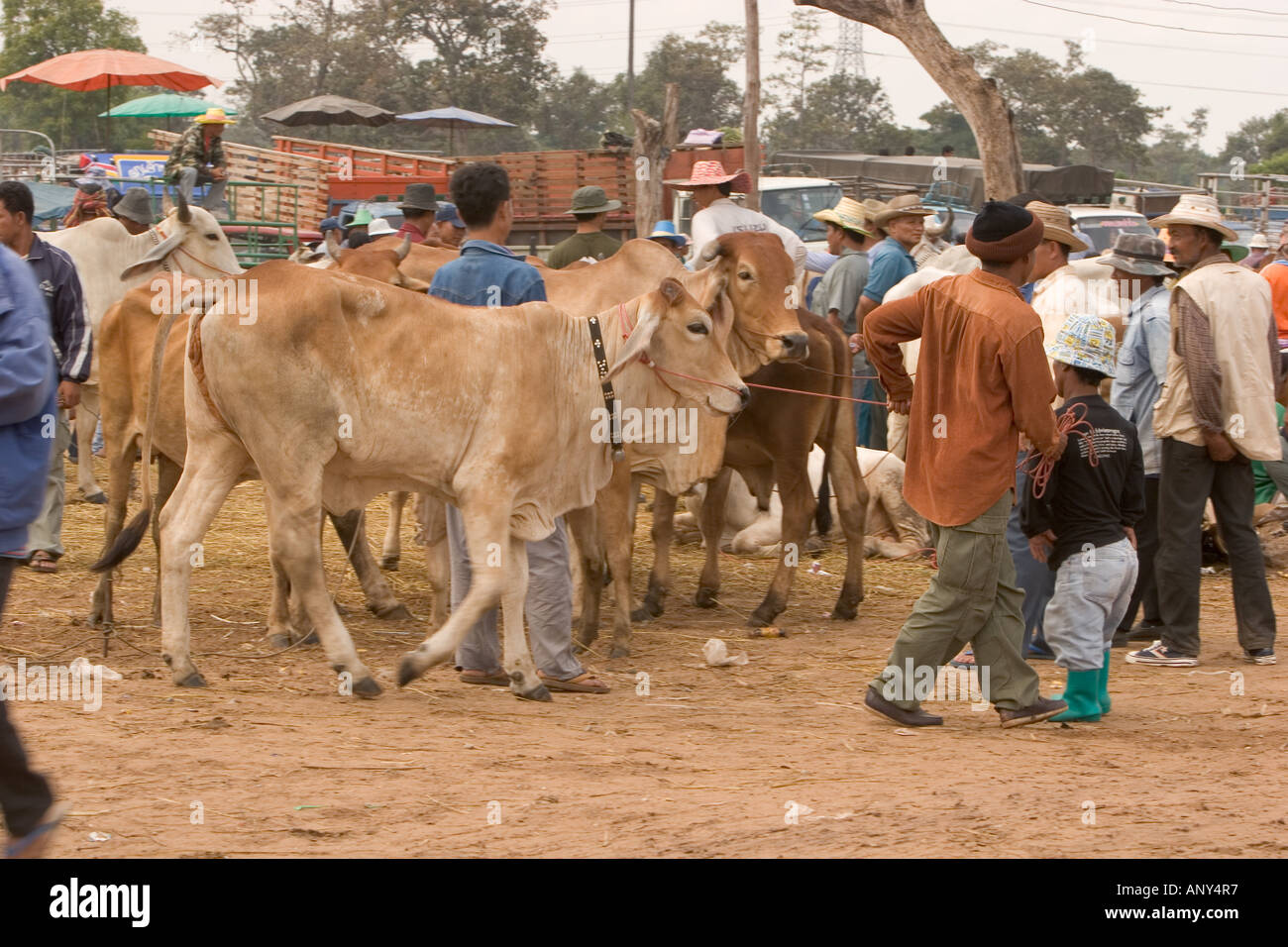 Thailand, Isan Area, Khon Kaen region, Cattle Market Stock Photo - Alamy