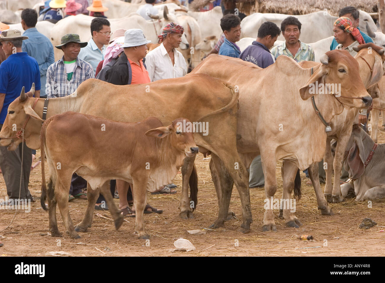Area isan hi-res stock photography and images - Alamy