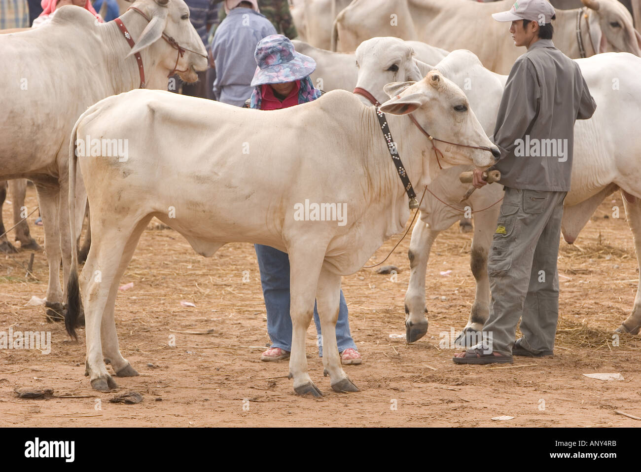 Thailand, Isan Area, Khon Kaen region, Cattle Market Stock Photo - Alamy