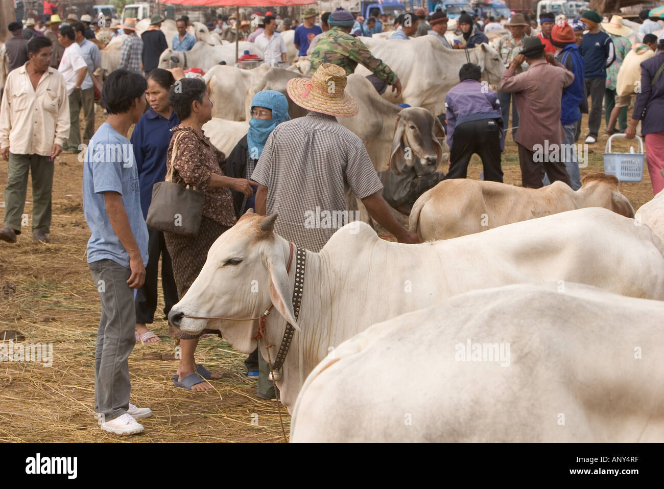 Isan area hi-res stock photography and images - Alamy