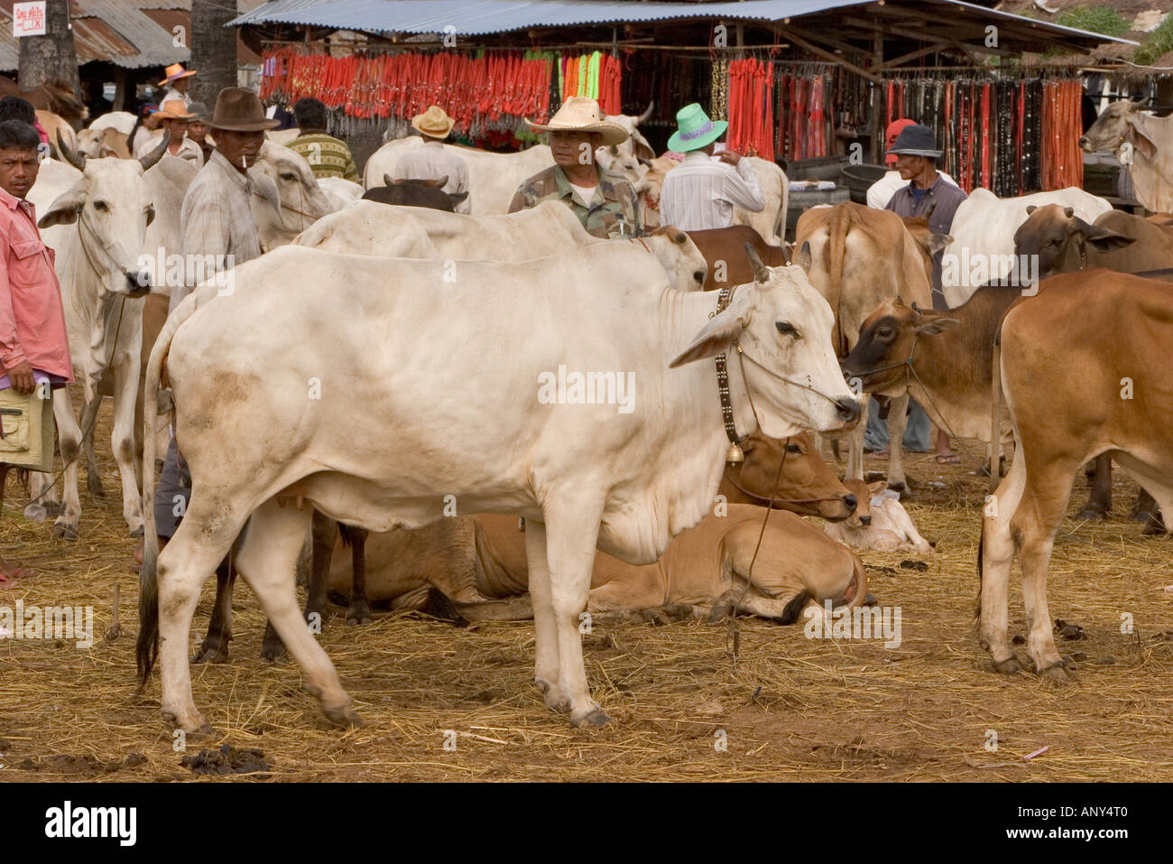 Isan area hi-res stock photography and images - Alamy