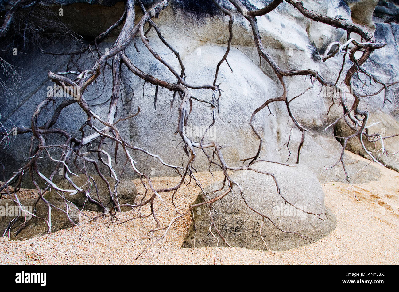 New Zealand, South Island, Nelson. Unusual rock and tree roots in Abel ...